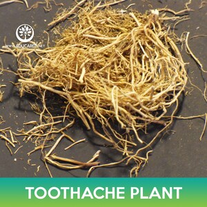 Toothache Plant Seeds, Eyeball Plant, Acmella Oleracea - Etsy