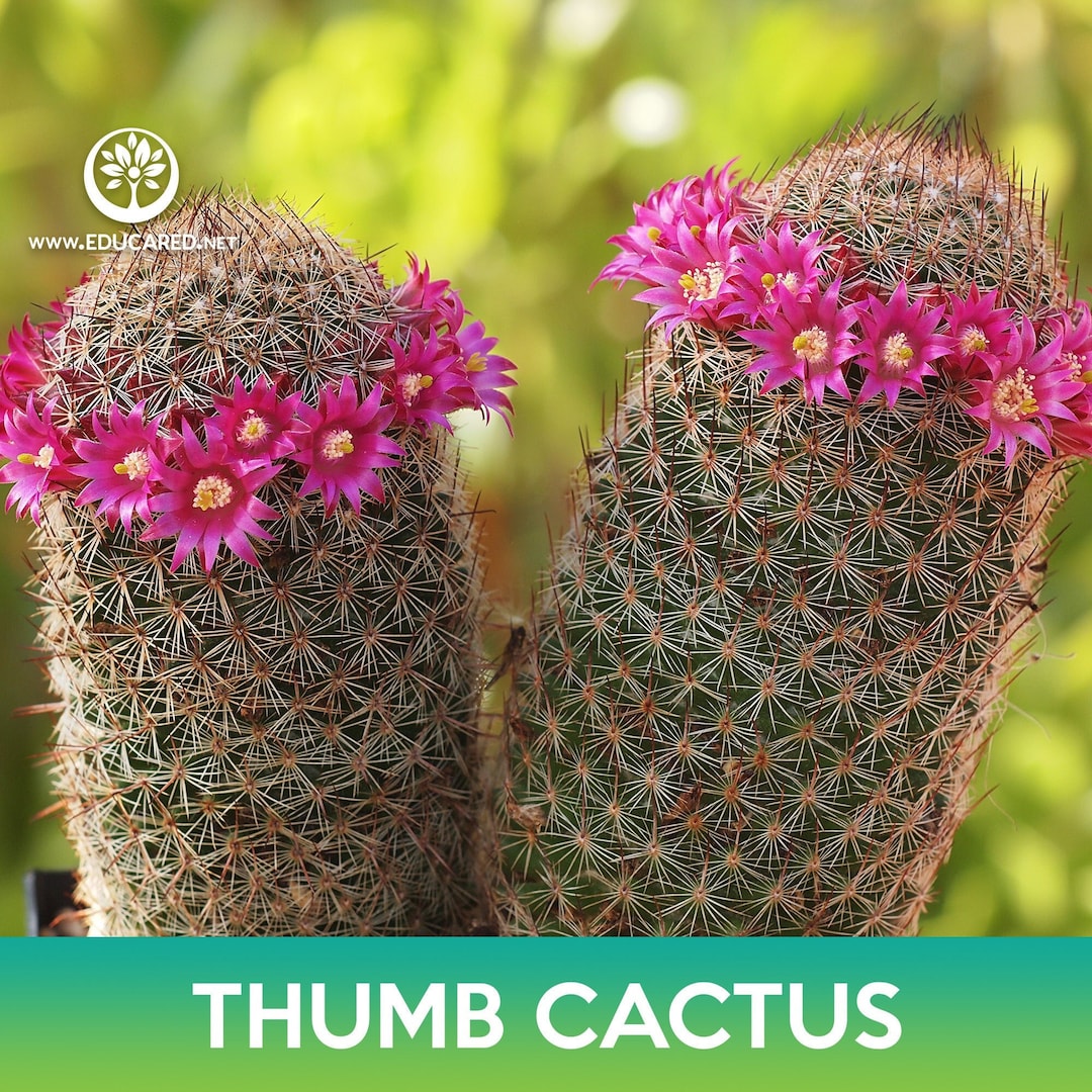 Thumb Cactus Seeds, Mammillaria Matudae - Etsy