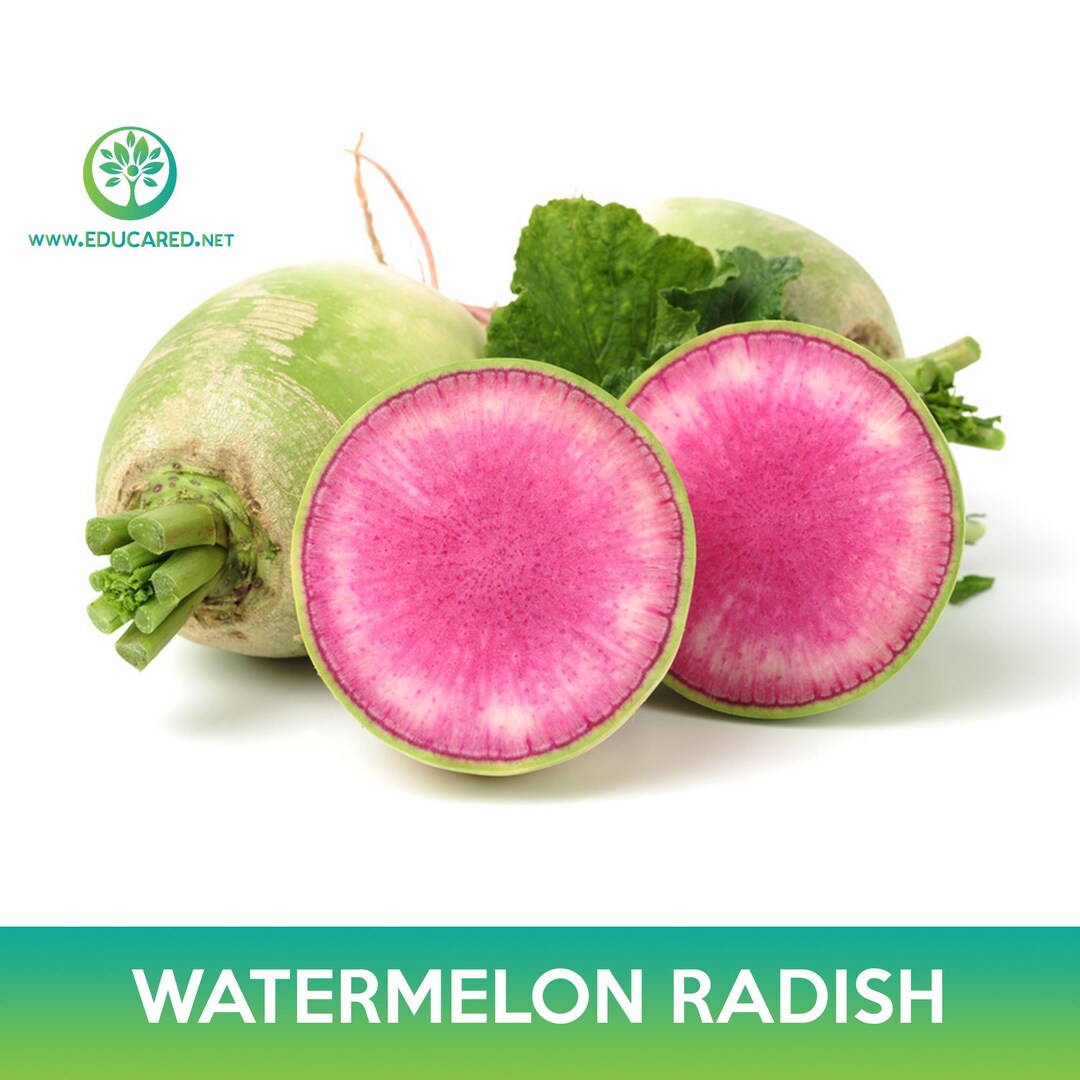 Watermelon Radish Seeds - Etsy