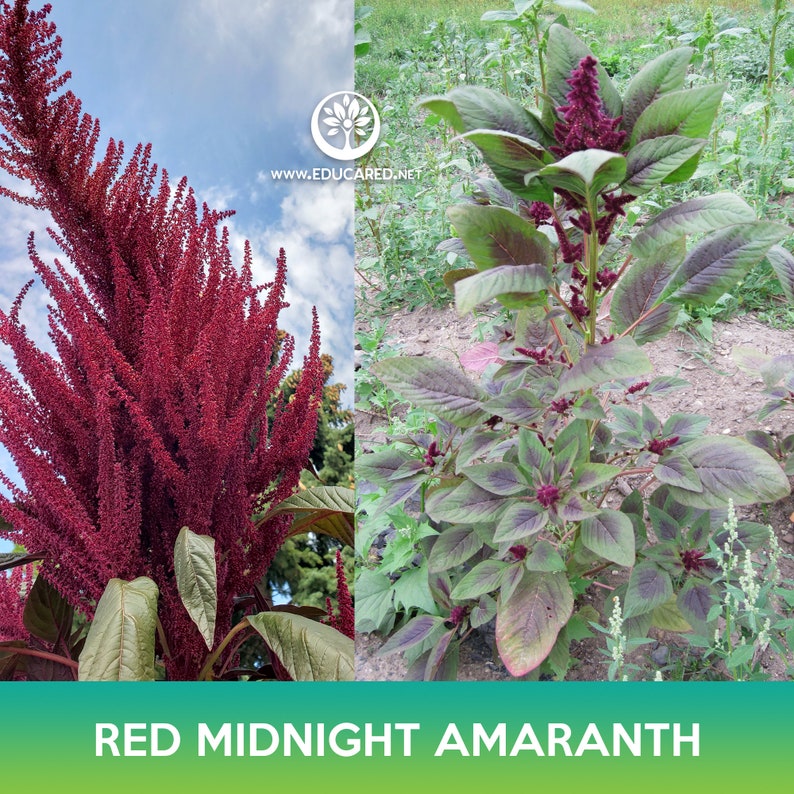 Red Midnight Amaranth Seeds - Etsy