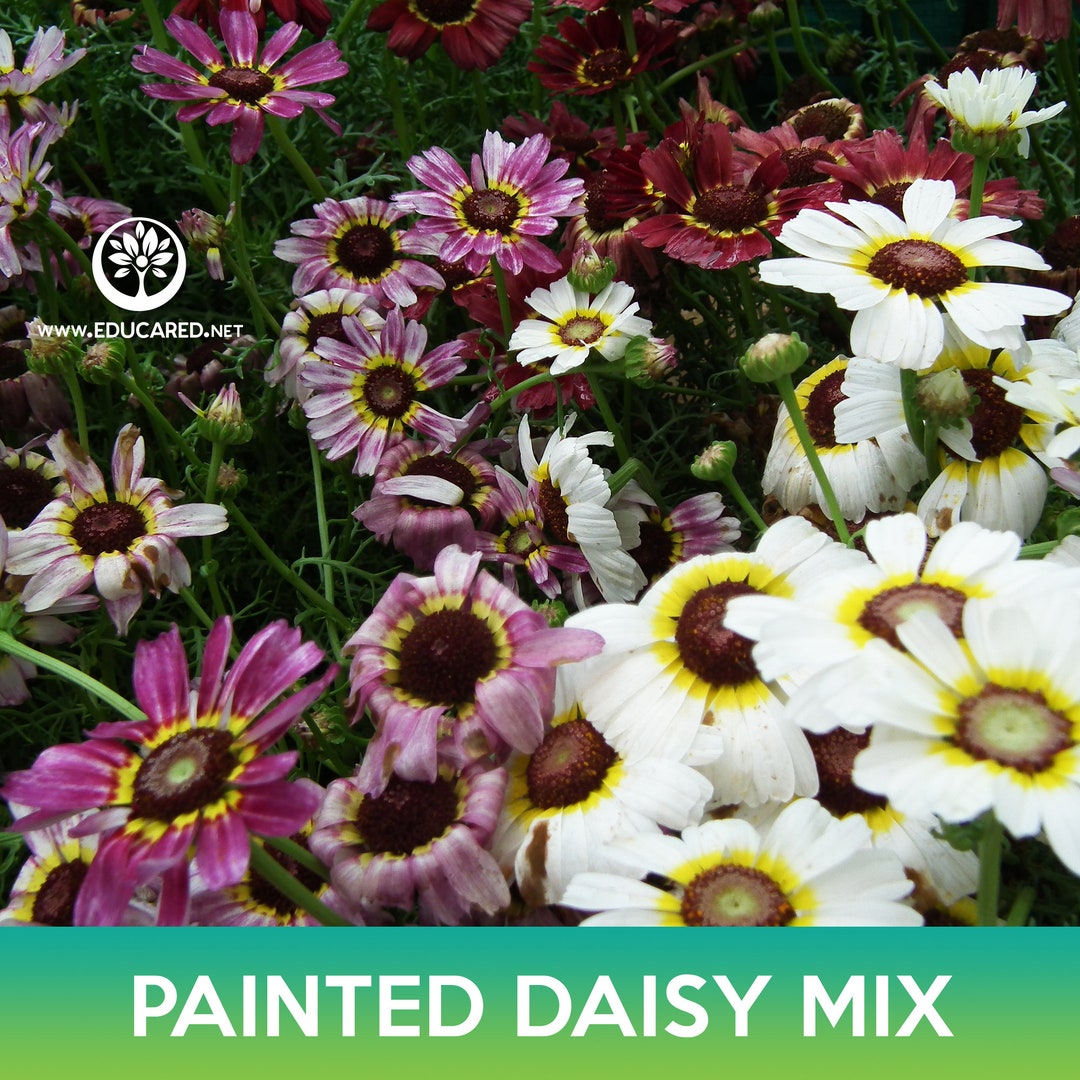 Painted Daisy Mix Seeds - Etsy