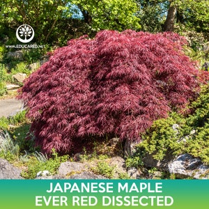 Ever Red Dissected Japanese Maple Tree Seeds, Acer Palmatum Dissectum ...