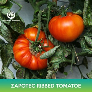 Zapotec Oaxacan Ribbed Tomato Seeds - Etsy