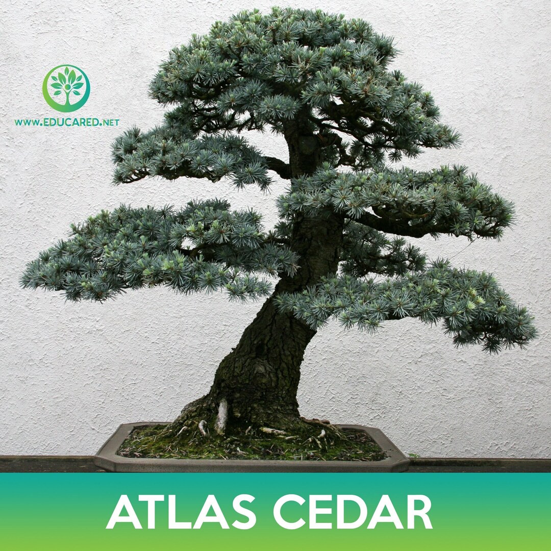 Atlas Cedar Tree Seeds, Cedrus Libani Subsp. Atlantica - Etsy