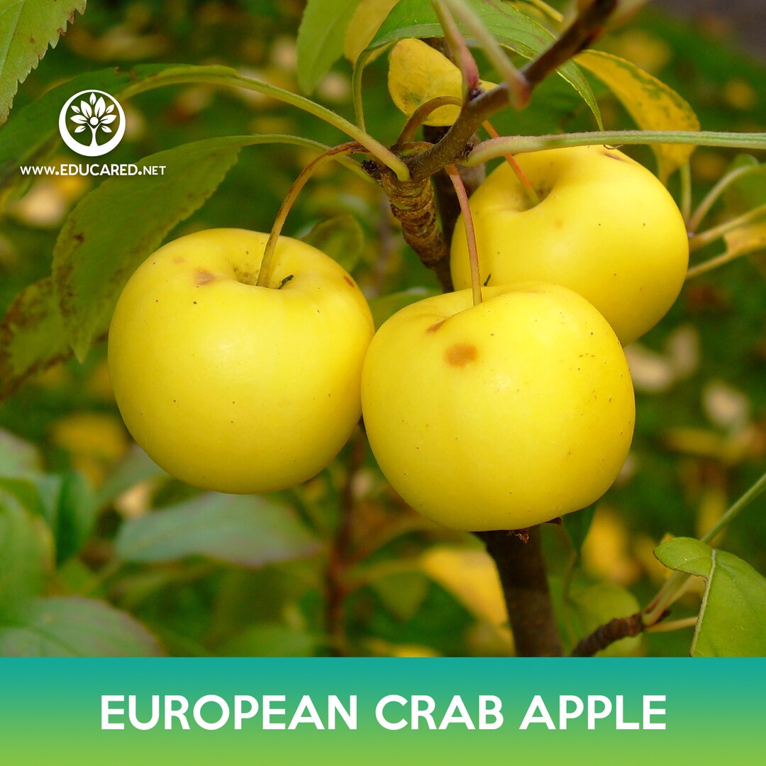 European Crab Apple Seeds - Etsy