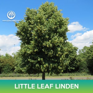 Little Leaf Linden Tree Seeds, Tilia Cordata - Etsy