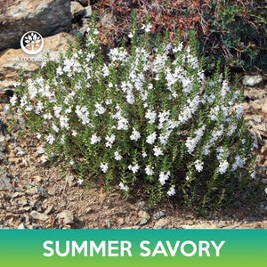 Summer Savory Seeds - Etsy