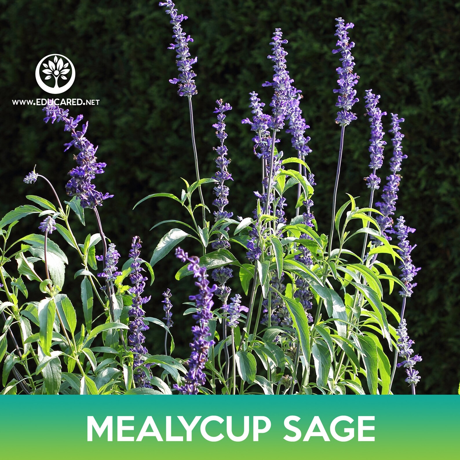 Mealycup Sage Flower Seeds, Blue Sage - Etsy