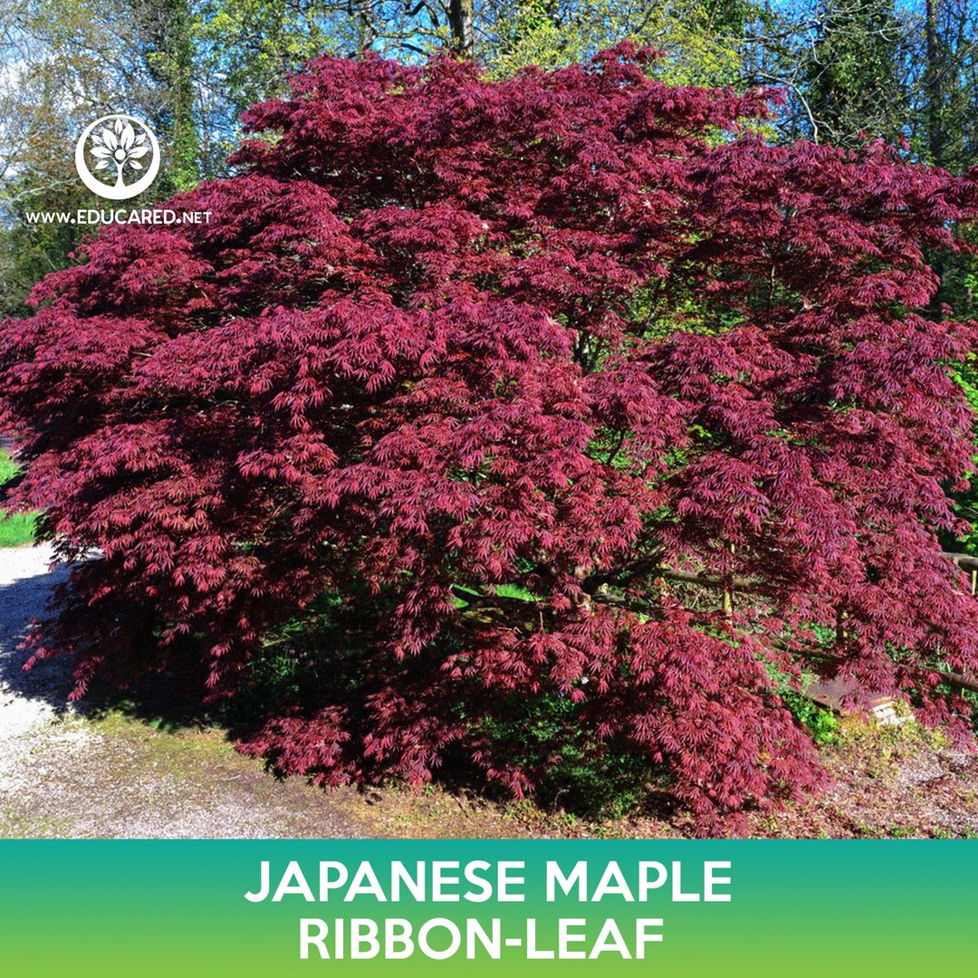 Ribbon Leaf Japanese Maple Tree Seeds, Acer Palmatum Atrolineare - Etsy