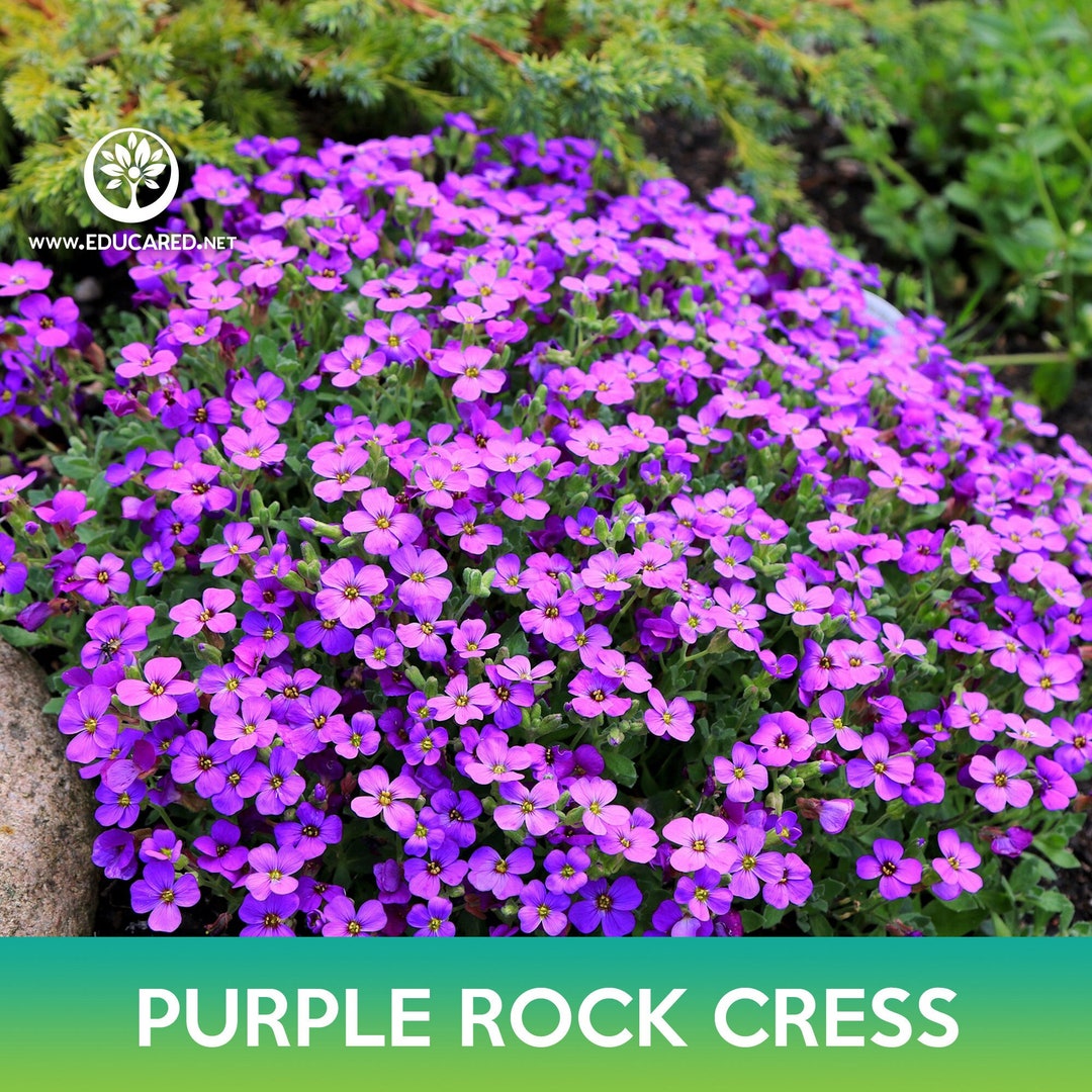 Purple Rock Cress Seeds - Etsy