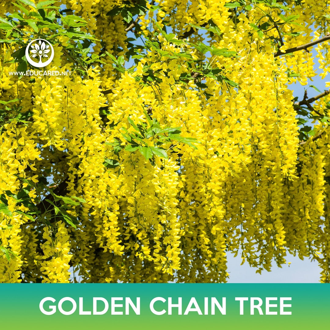 Golden Chain Tree Seeds - Etsy
