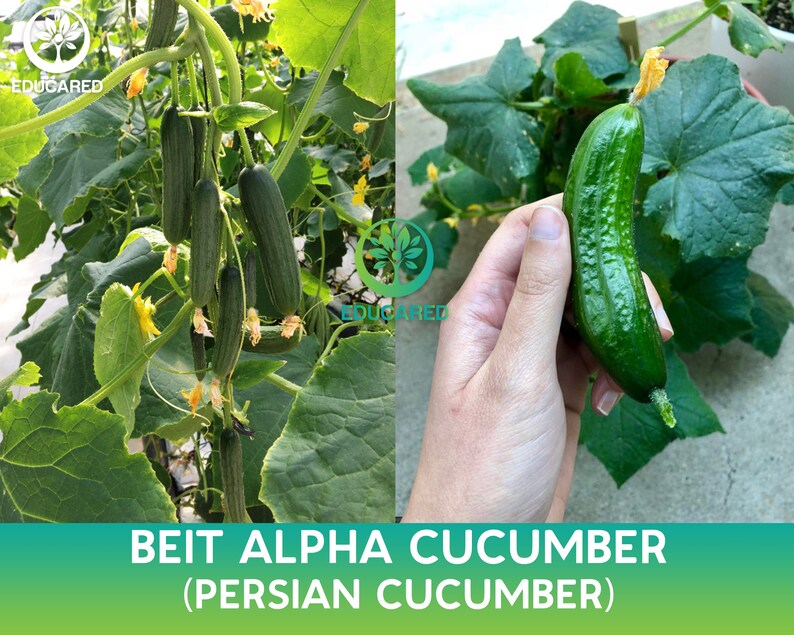 Persian Cucumber Seed Beit Alpha Cucumber - Etsy