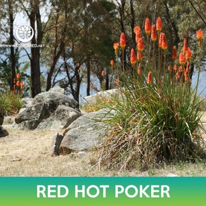 Red Hot Poker Seeds - Etsy
