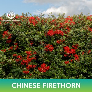 Chinese Firethorn Tree Seeds, Pyracantha Fortuneana - Etsy