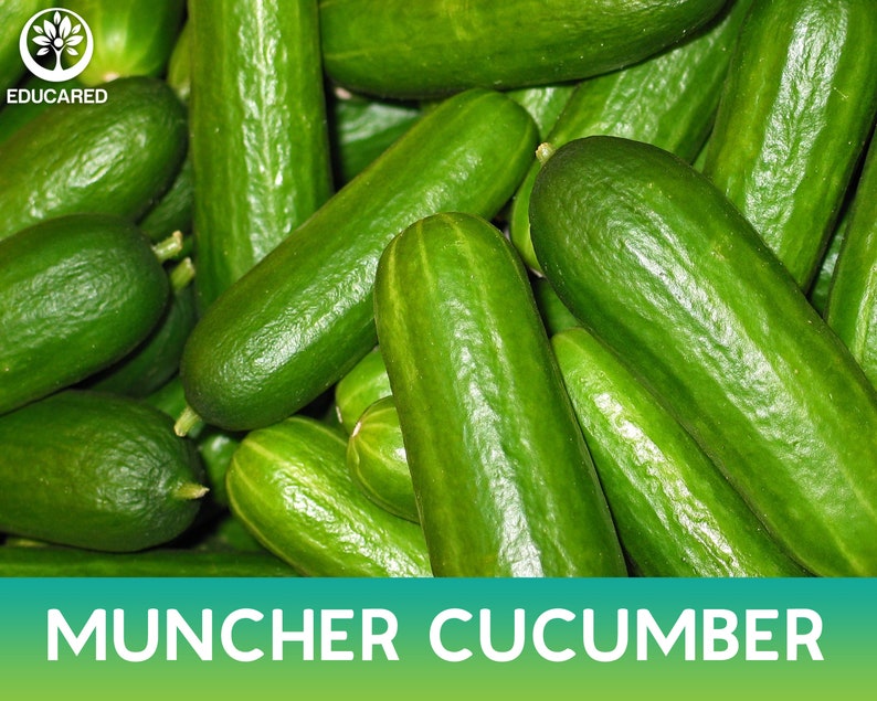 Persian Cucumber Seed Beit Alpha Cucumber - Etsy