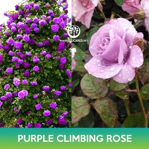 Purple Climbing Rose Seeds - Etsy