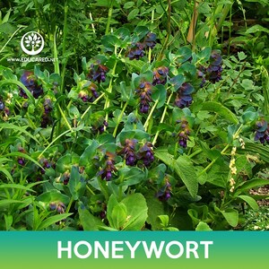 Honeywort Flower Seeds, Kiwi Blue Cerinthe - Etsy