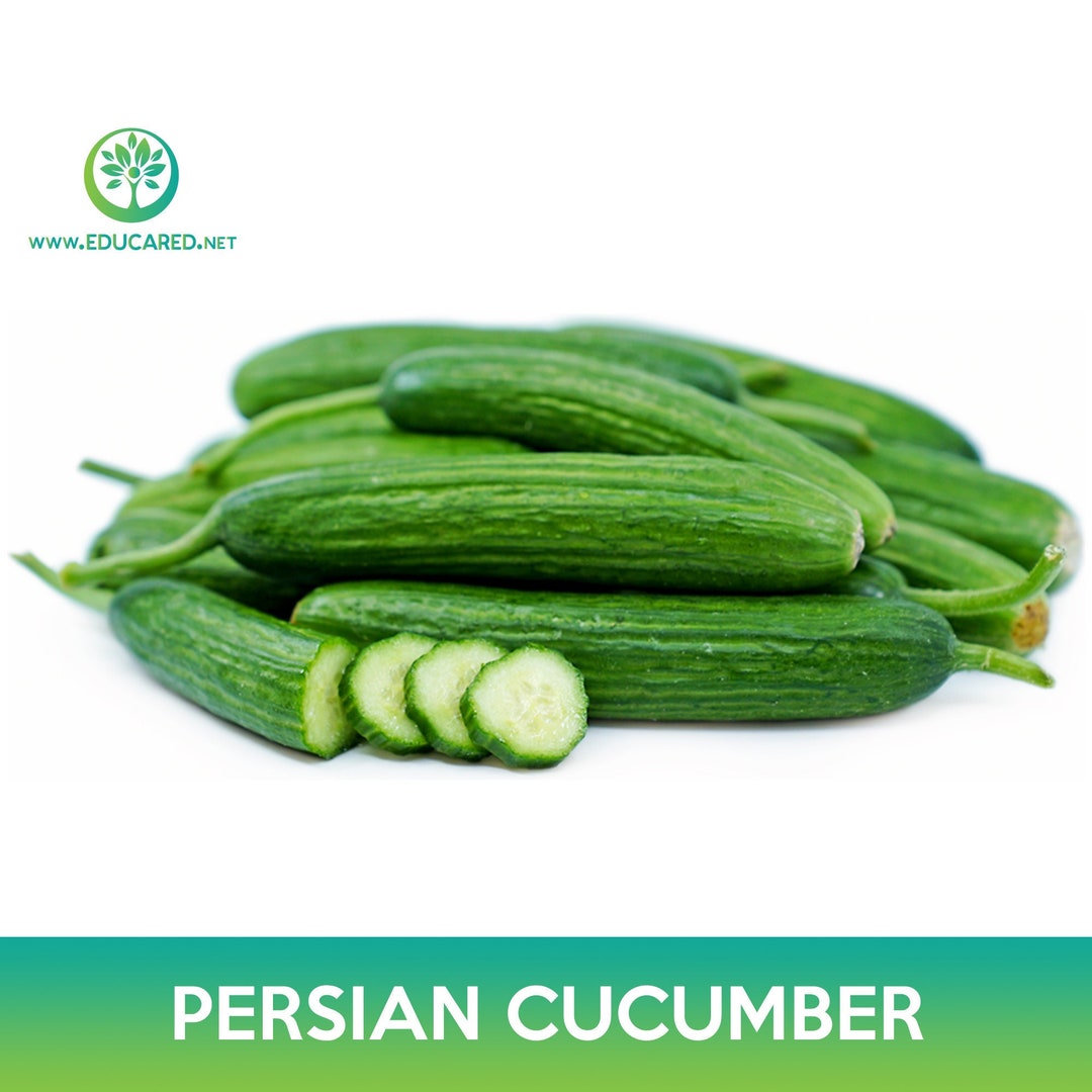 Persian Cucumber Seed Beit Alpha Cucumber - Etsy