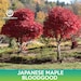 Bloodgood Japanese Maple Tree Seeds - Etsy