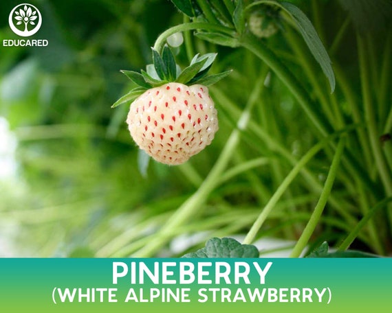 White Alpine Strawberries