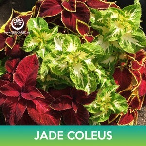 Jade Coleus Seeds - Etsy