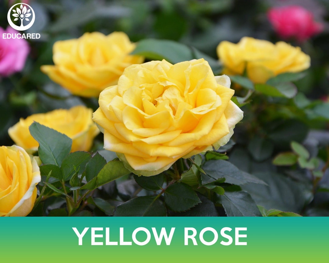 Yellow Rose Seeds - Etsy