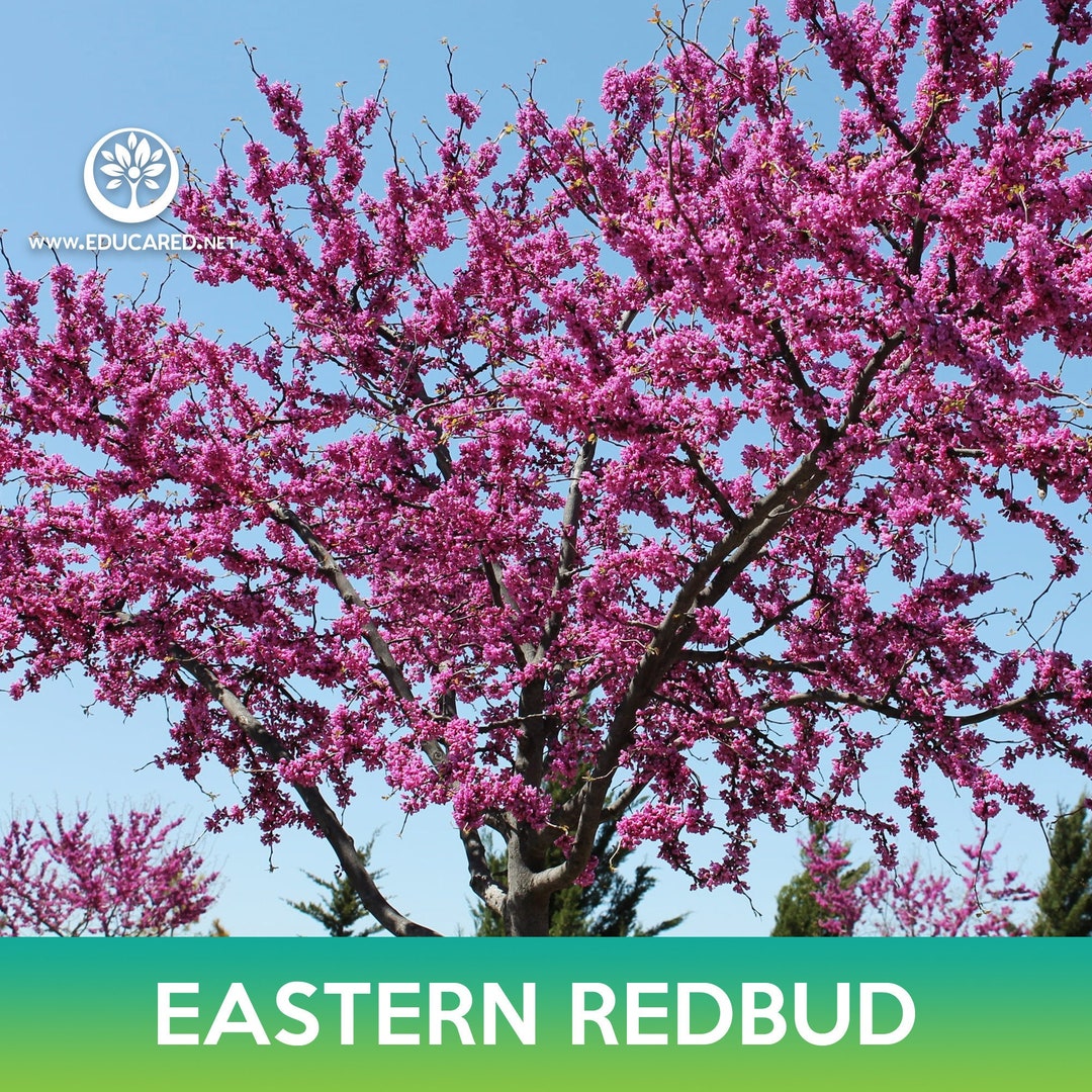 Eastern Redbud Tree Seeds - Etsy