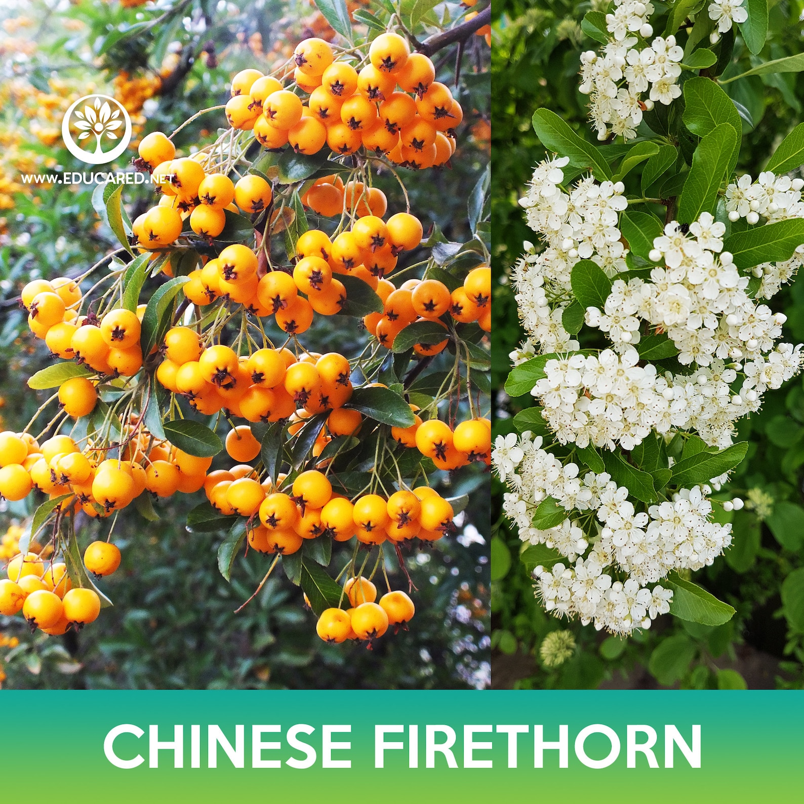 Chinese Firethorn Tree Seeds, Pyracantha Fortuneana - Etsy