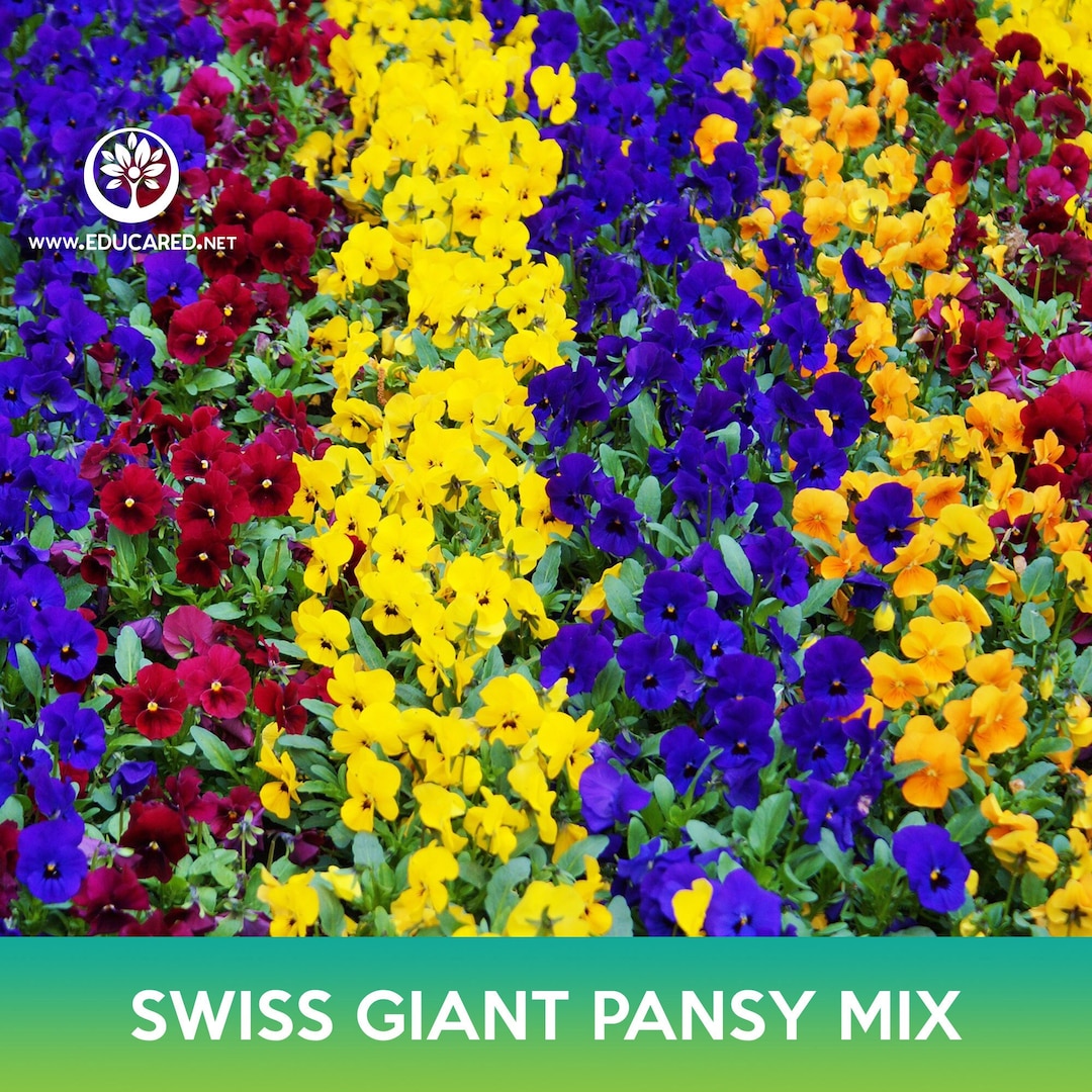 Swiss Giant Pansy Flower Mix Seeds - Etsy
