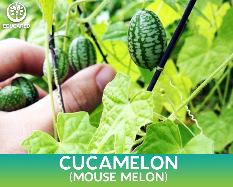 Cucamelon Seed Mouse Melon Mexican Sour Gherkin - Etsy