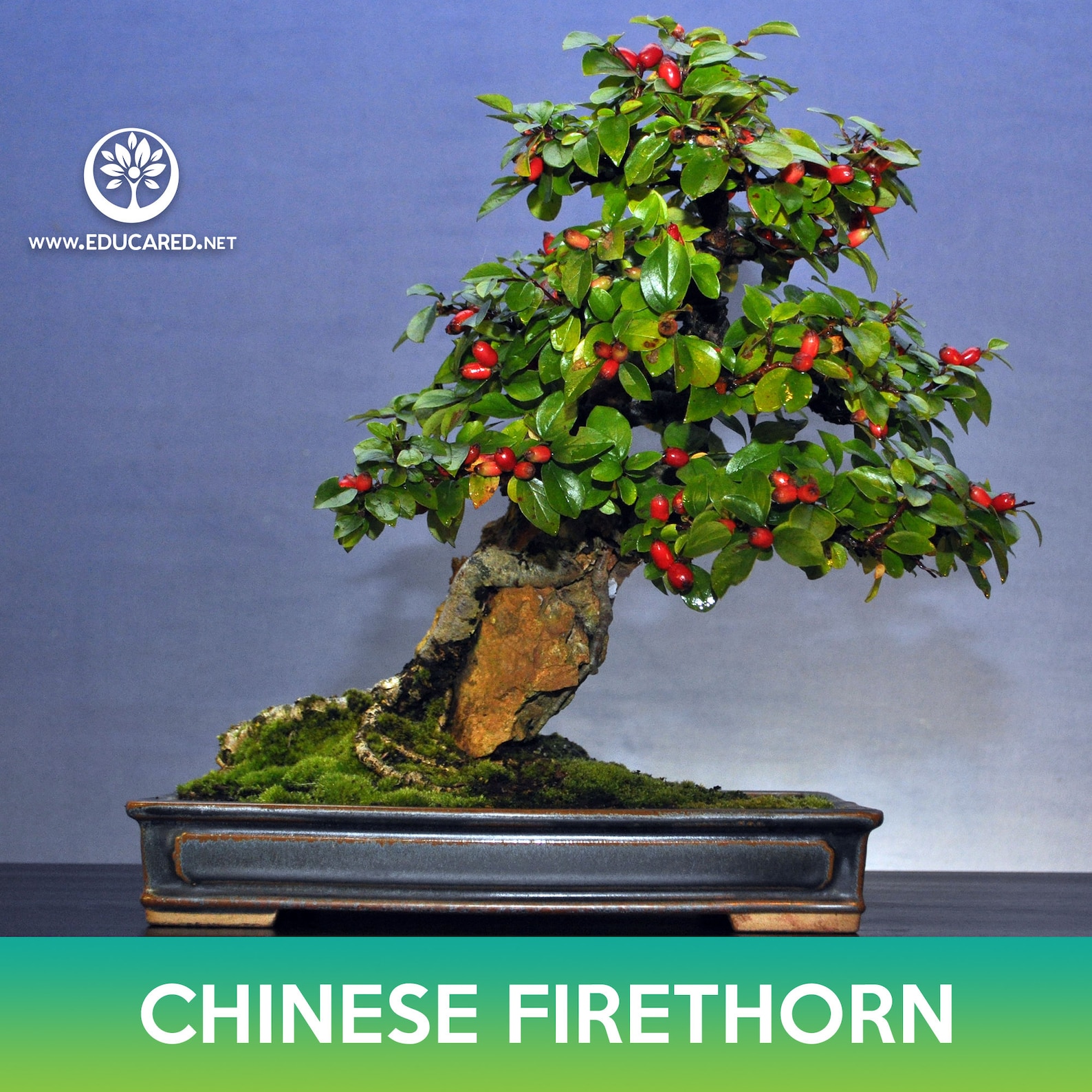 Chinese Firethorn Tree Seeds, Pyracantha Fortuneana - Etsy