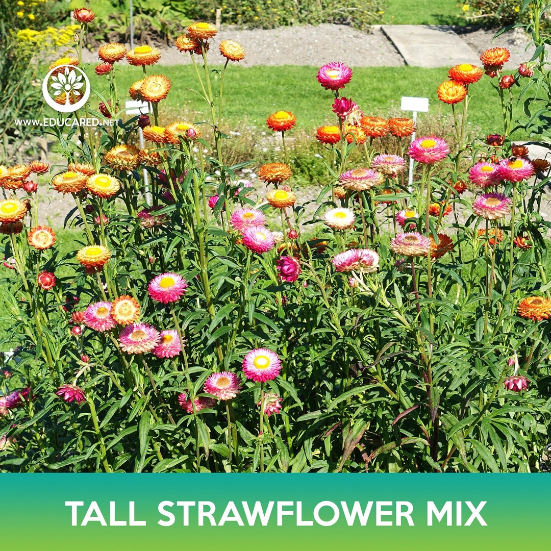 Strawflower Tall Mix Seeds, Helichrysum Bracteatum - Etsy