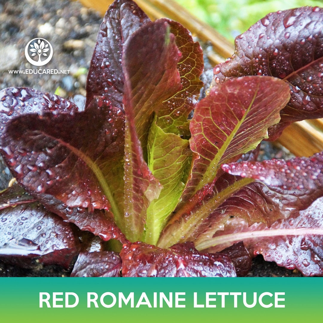 Red Romaine Lettuce Seeds, Lactuca Sativa - Etsy