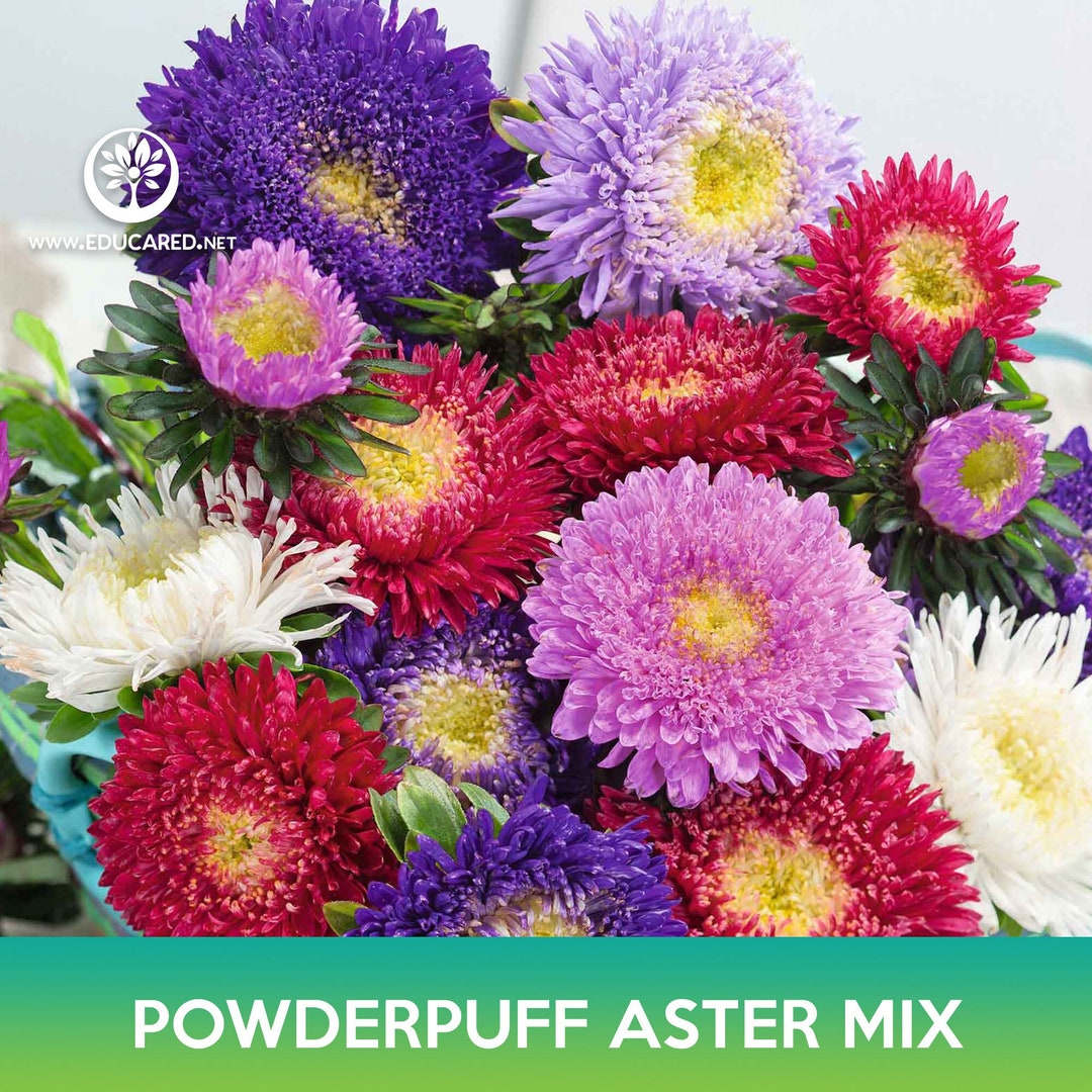 Powderpuff Aster Flower Mix Seeds, Callistephus Chinensis - Etsy