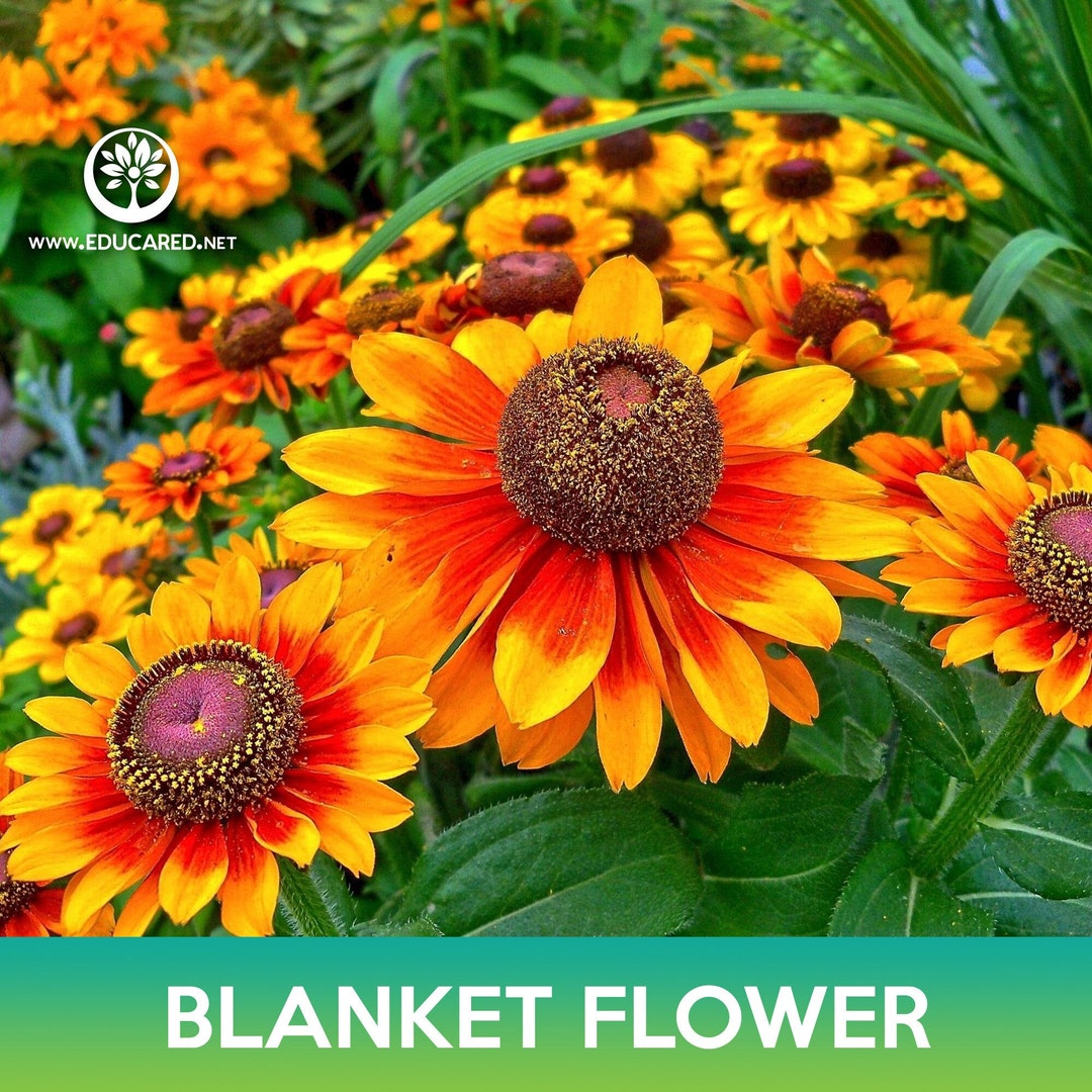 Blanket Flower Seeds - Etsy