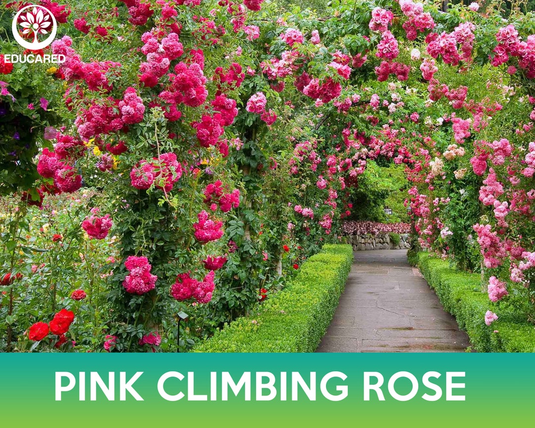 Pink Climbing Rose Seeds - Etsy