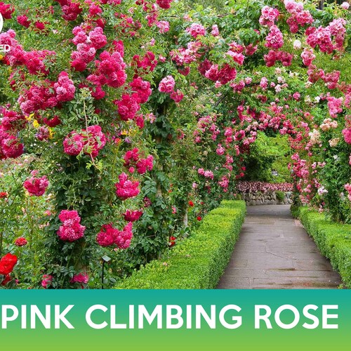 P/W Fragrance Climbing Baby PINK With WHITE Thornless ROSE - Etsy