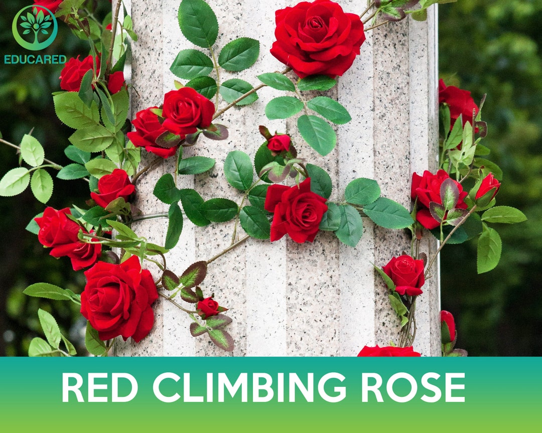 Red Climbing Rose Seeds - Etsy