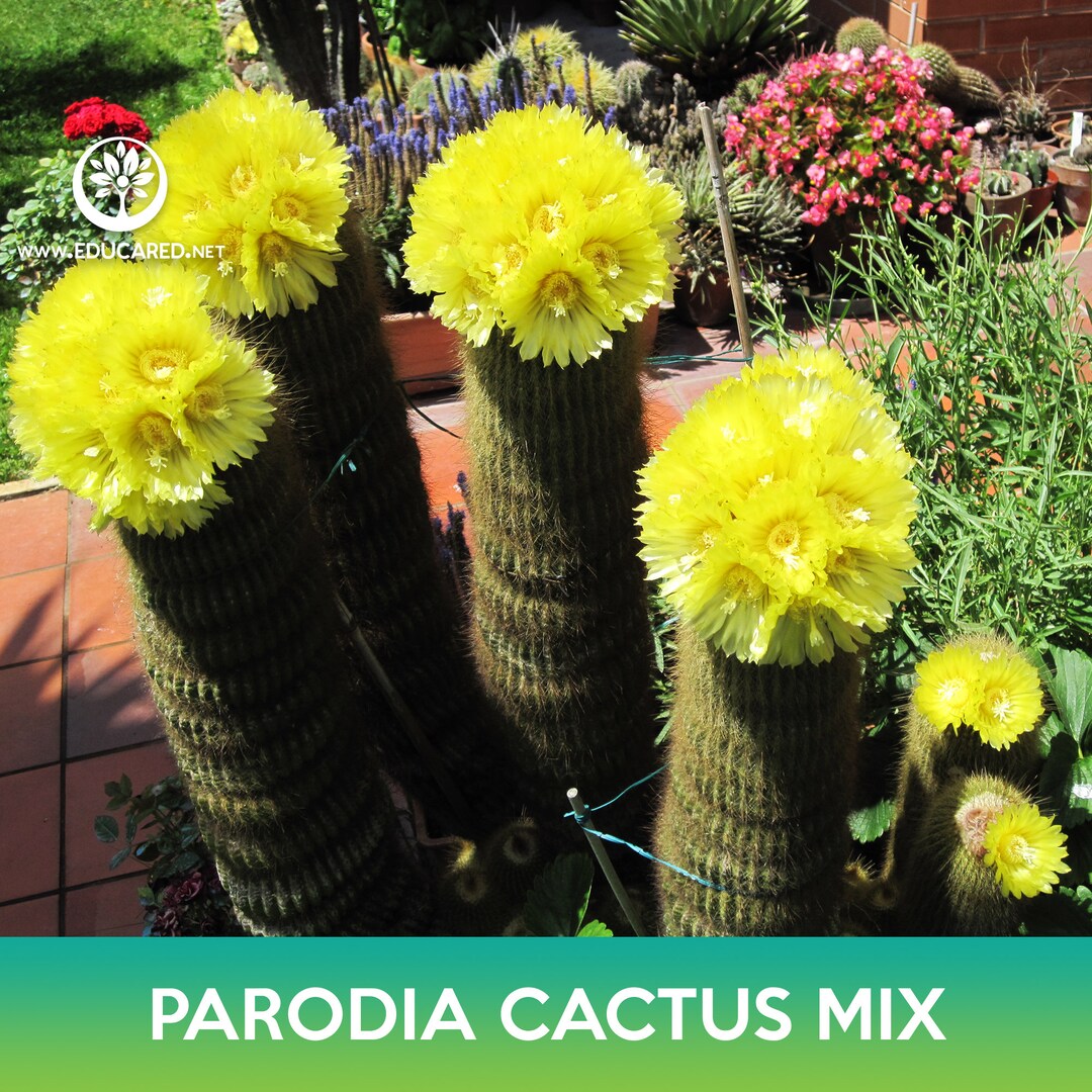 Parodia Cactus Mix Seeds - Etsy