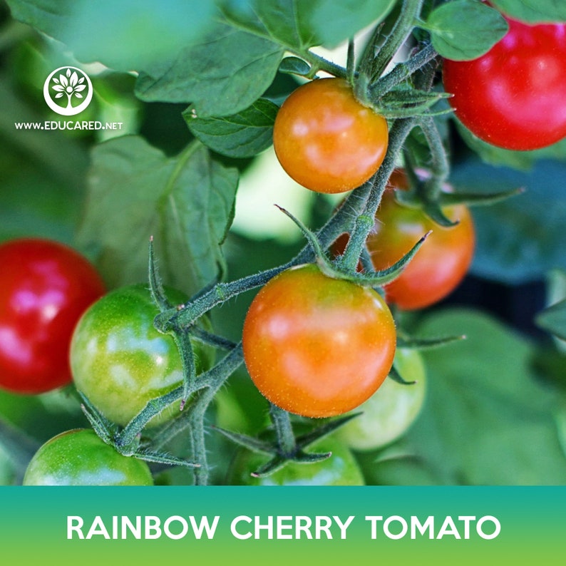 Rainbow Cherry Tomato Seeds - Etsy