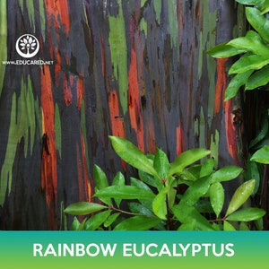 Rainbow Eucalyptus Tree Seeds, Eucalyptus Deglupta - Etsy