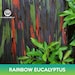 Rainbow Eucalyptus Tree Seeds, Eucalyptus Deglupta - Etsy