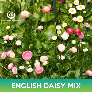 English Daisy Mix Seeds, Bellis Perennis Super Enorma - Etsy