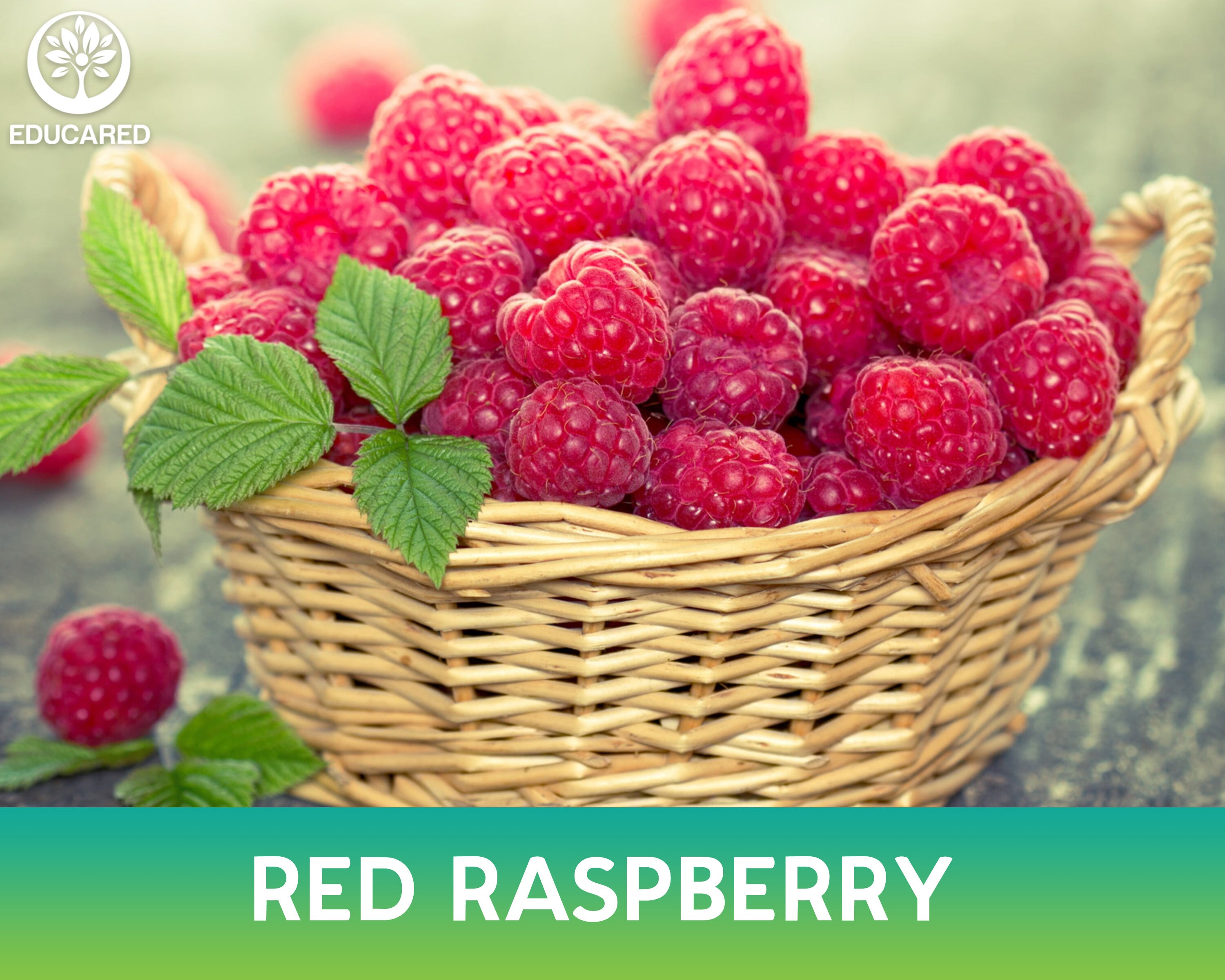 Semilla de frambuesa roja - Etsy México