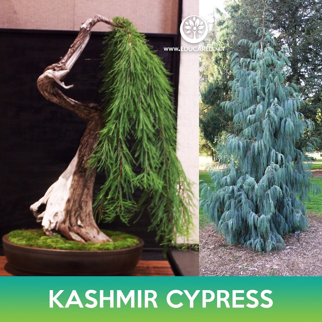 Kashmir Cypress Tree Seeds, Weeping Cypress, Cupressus Cashmeriana - Etsy