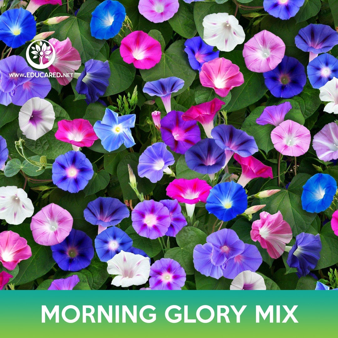 Morning Glory Mix Seed - Etsy