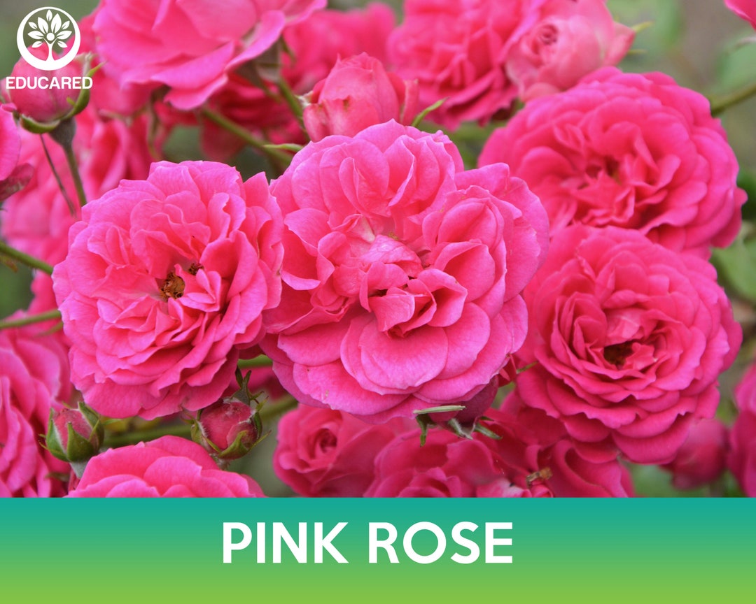 Pink Rose Seeds - Etsy