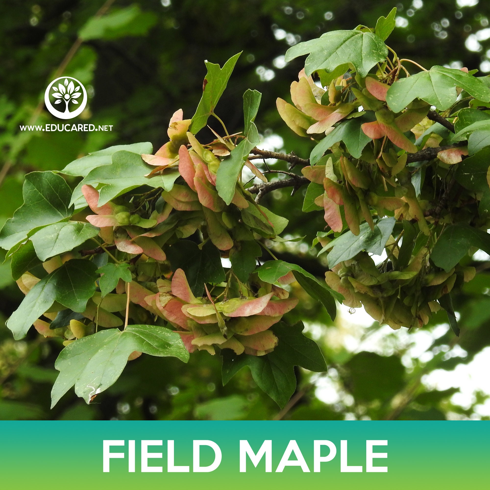 Field Maple Tree Seeds, Common Maple, Acer Campestre - Etsy