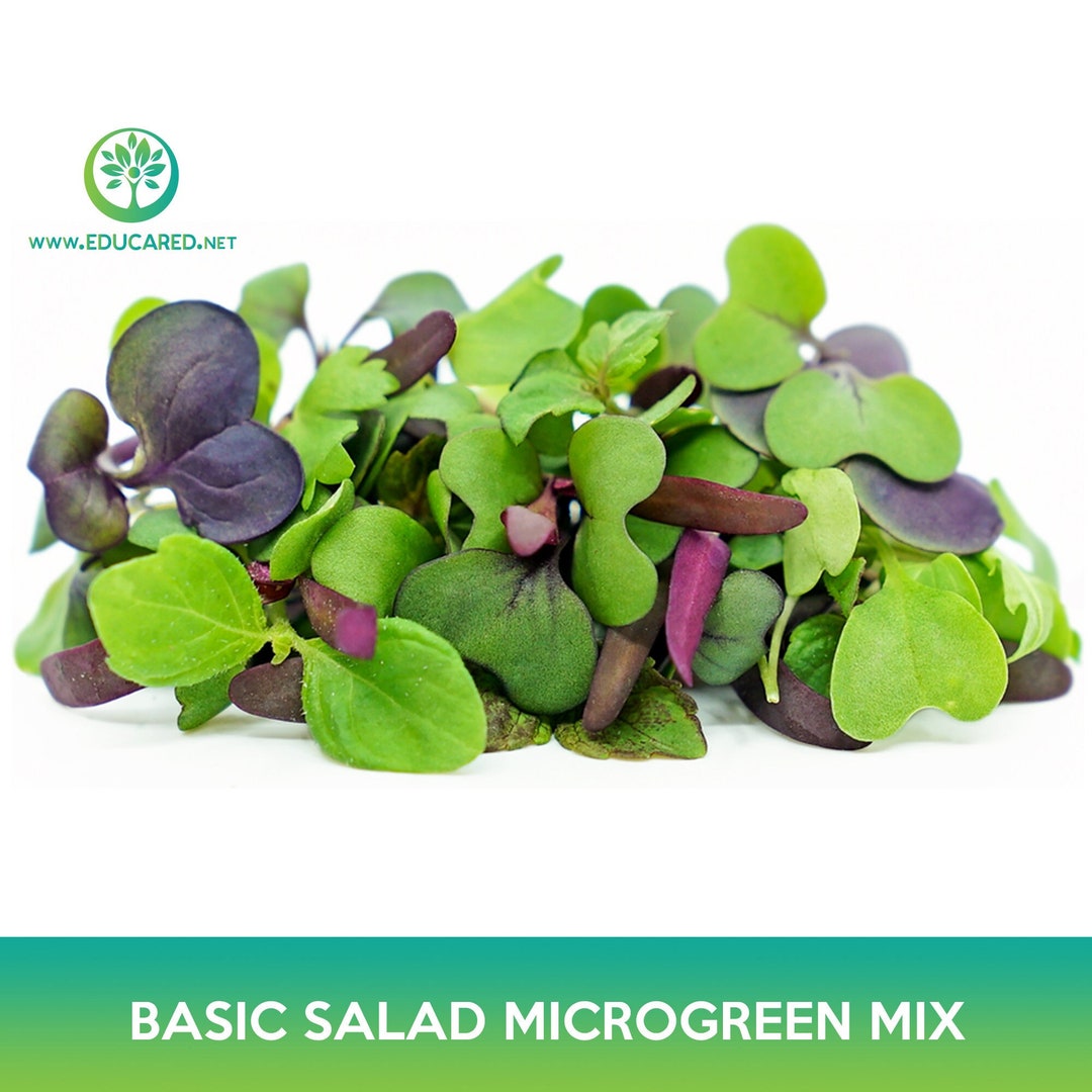 Basic Salad Microgreen Mix Seeds, 3.5 Grams of Seeds - Etsy