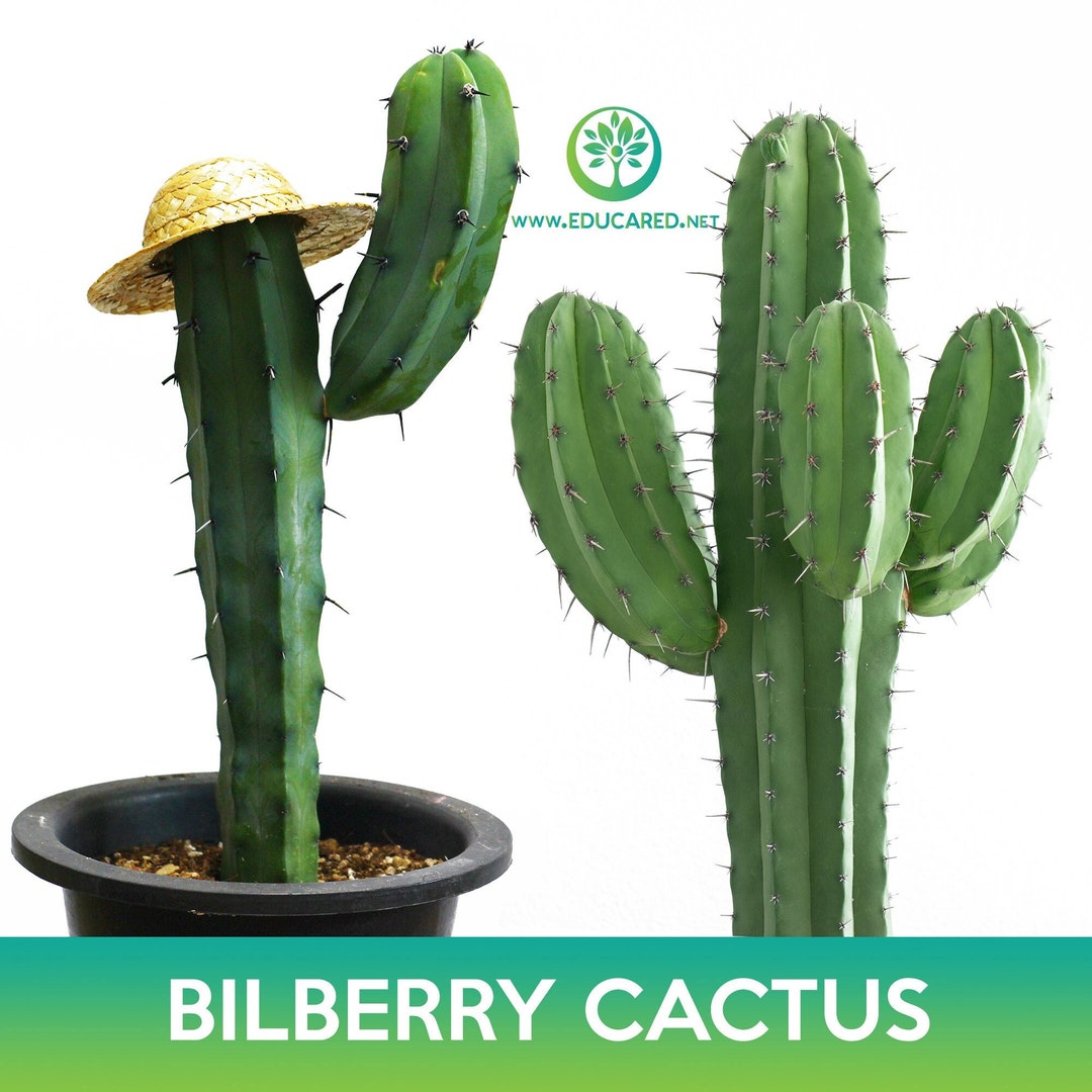 Bilberry Cactus Seeds, Myrtillocactus Geometrizans - Etsy